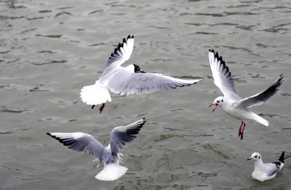 Science behind flying of birds in the sky. | Scienceteen